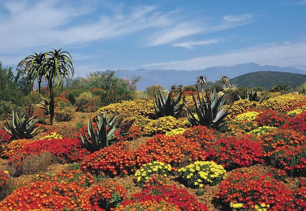 Karoo National Park - A Wildlife Lover's Dream - Cape Tourism