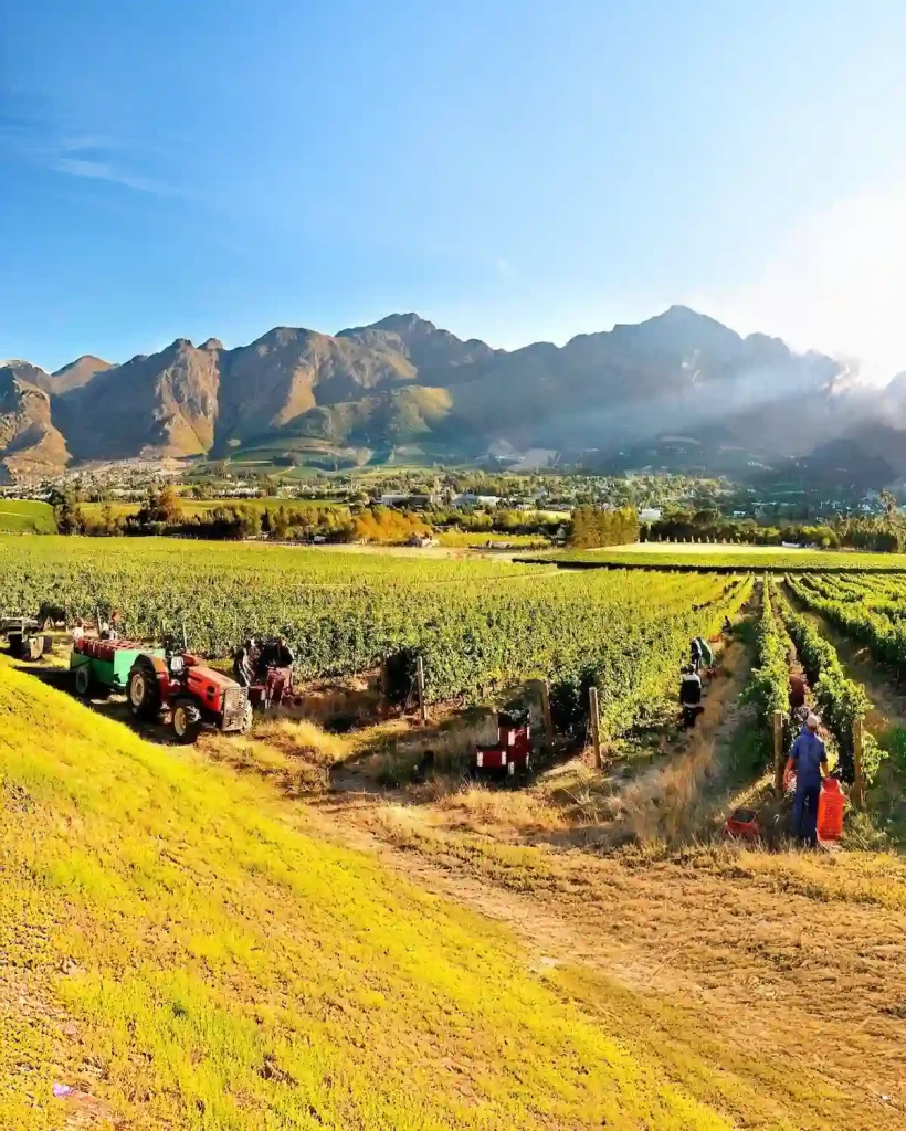 Top Cape Town Spring Day Trips Under 2 Hours from the City - Cape Tourism