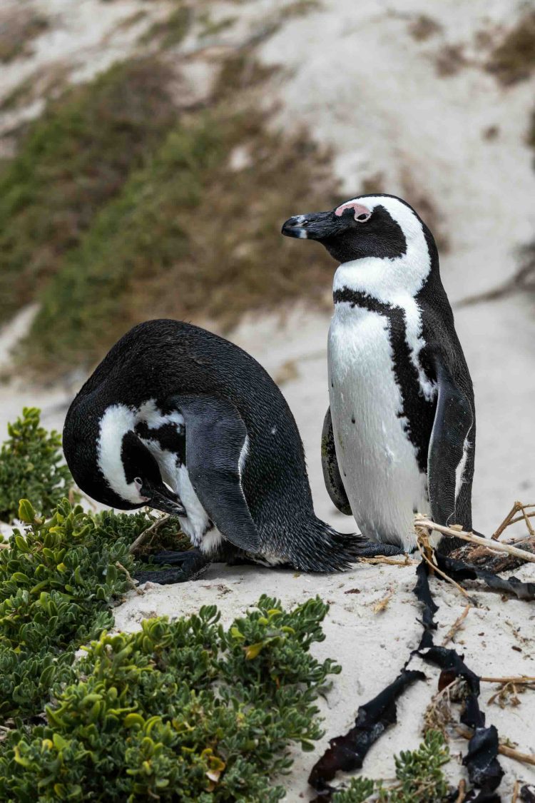 Cape Town Penguin Secrets - Beyond Boulders - Cape Tourism